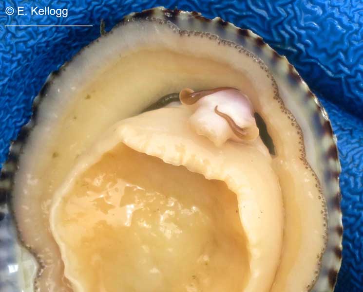 Gastropods - Acmaeidae, Lepetidae, Lottiidae, Siphonariidae, Trimusculidae